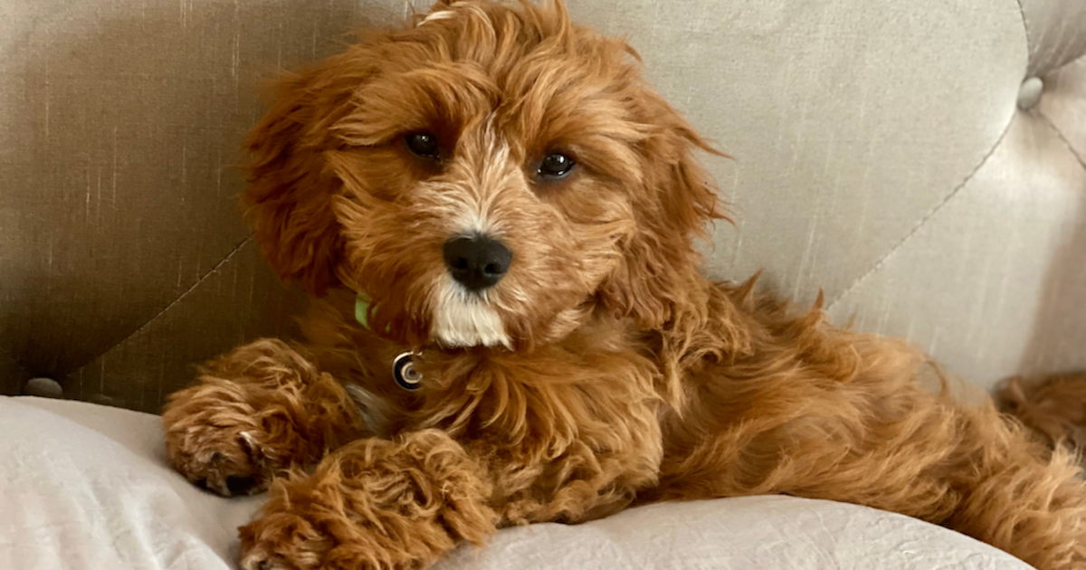 Top Cavapoo Breeders: Expert Breeding, Real Reviews & Simple Reservation