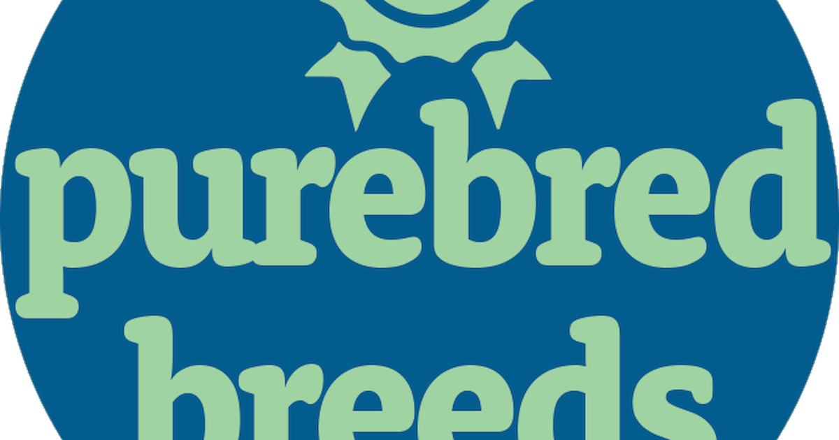 Purebred Puppies For Sale In Milwaukee, Wisconsin | Premier Pups