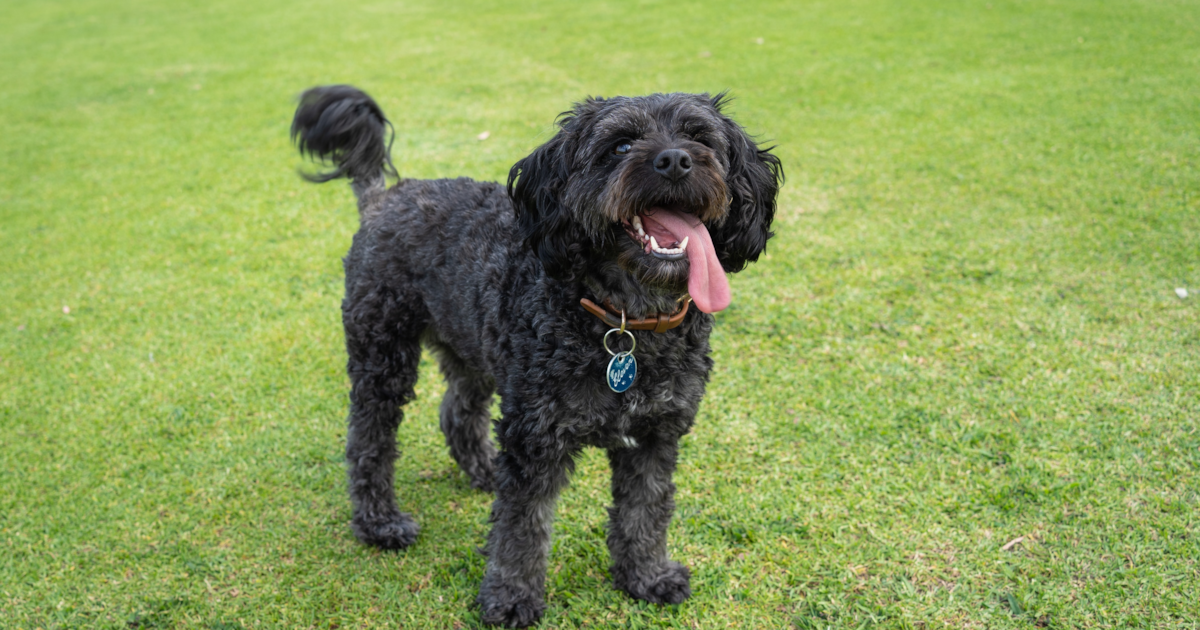 Understanding and Managing Your Cavapoo’s Barking