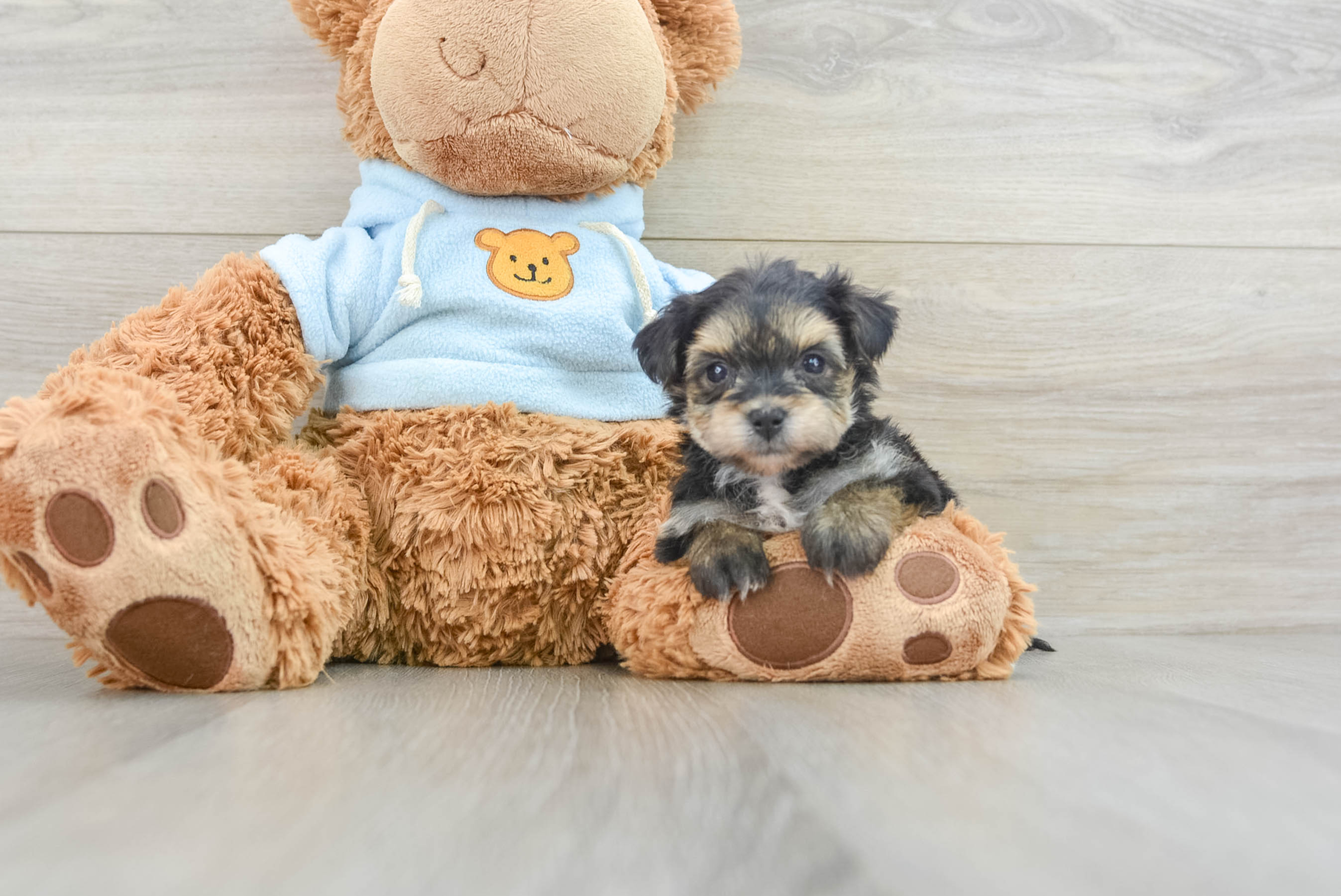 Yorkie Chon Puppy Photos and More - Premier Pups