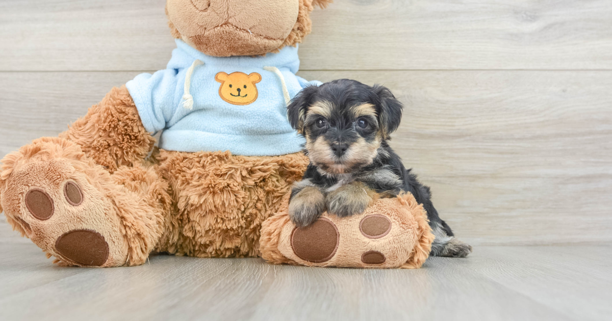 Energetic Yorkie Chon Almond: 1lb 14oz Designer Puppy