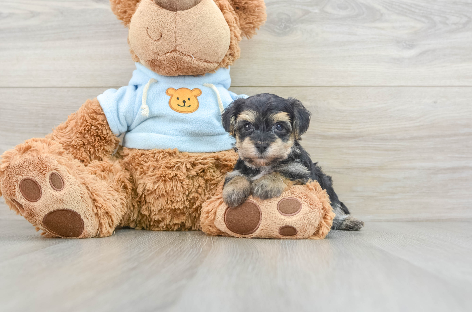 Toy Yorkie Chon Puppies For Sale | Premier Pups