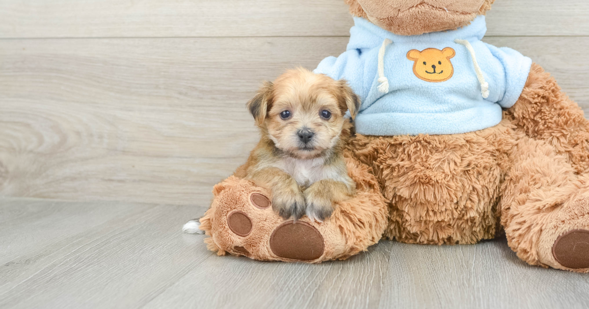 Adorable Yorkie Chon Amanda: 1lb 12oz Designer Puppy