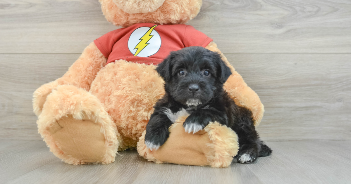 Small Yorkie Chon Ares: 4lb 2oz Designer Puppy