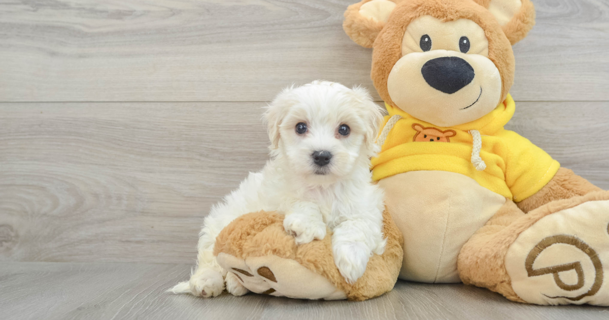 Small Yorkie Chon Danny: 3lb 6oz Designer Puppy