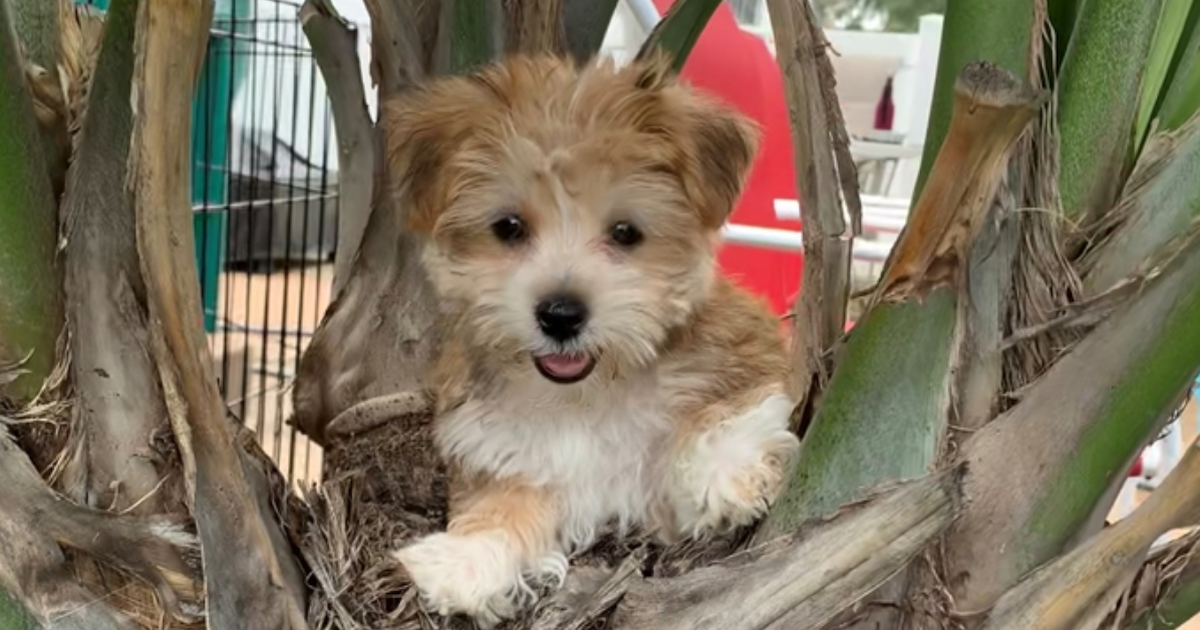 Toy Yorkie Chon Puppies For Sale | Premier Pups