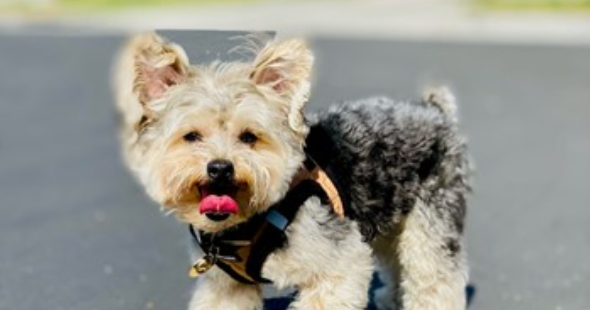 Yorkie Chon Dog Breed: Latest Information - Premier Pups