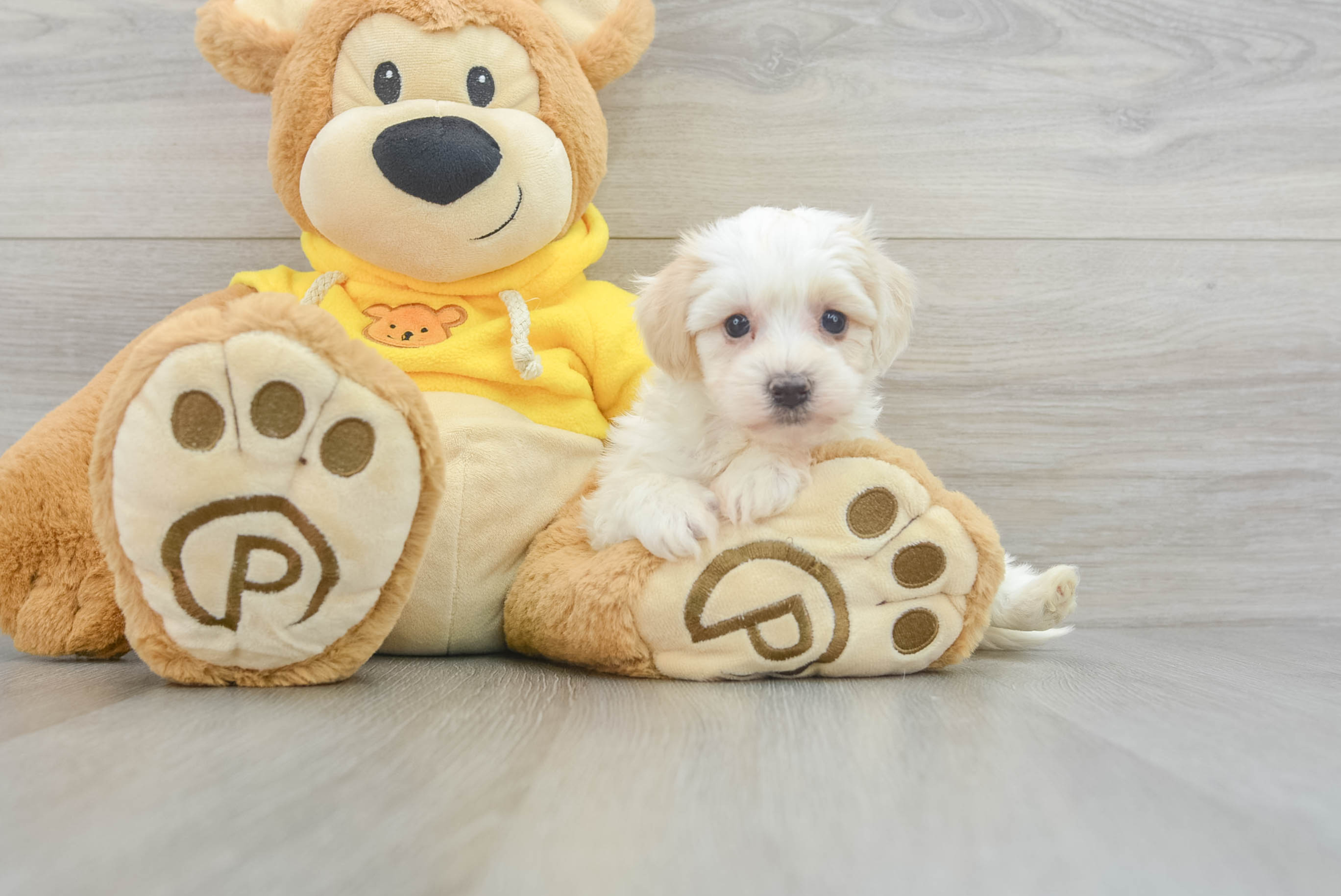 Yorkie Chon Puppy Photos and More - Premier Pups