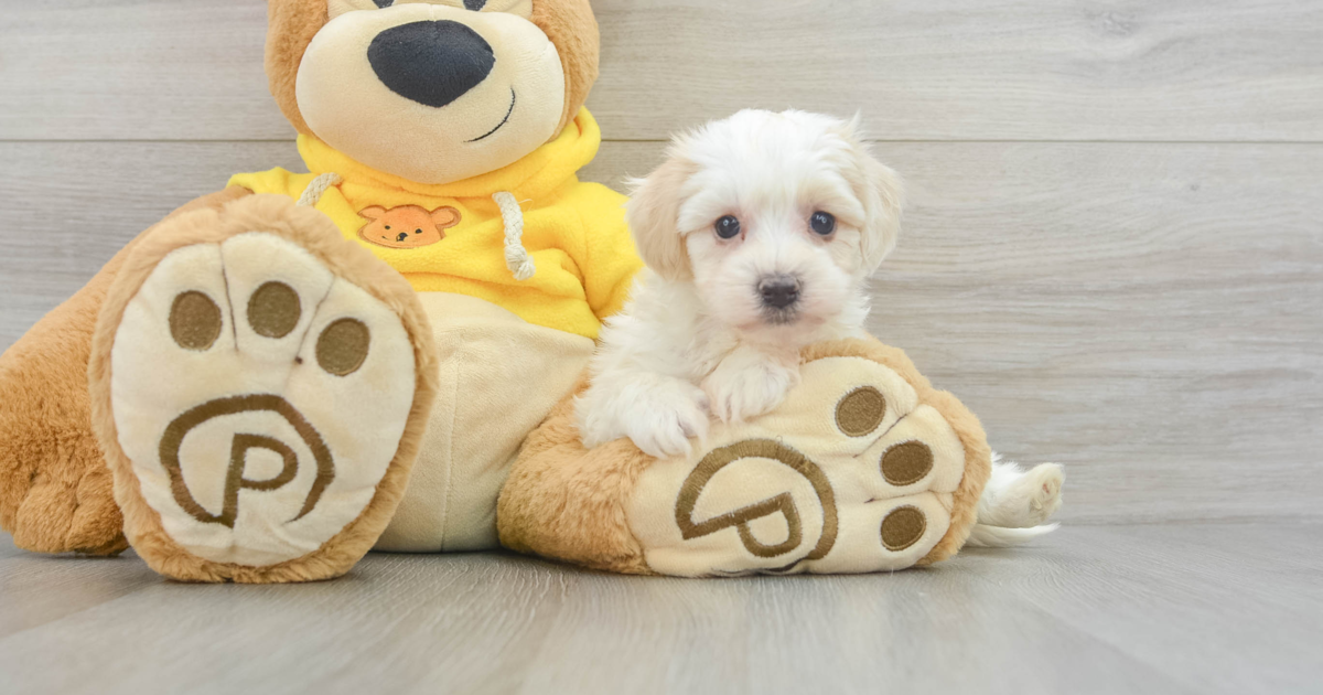 Happy Yorkie Chon Eliza: 2lb 14oz Designer Puppy