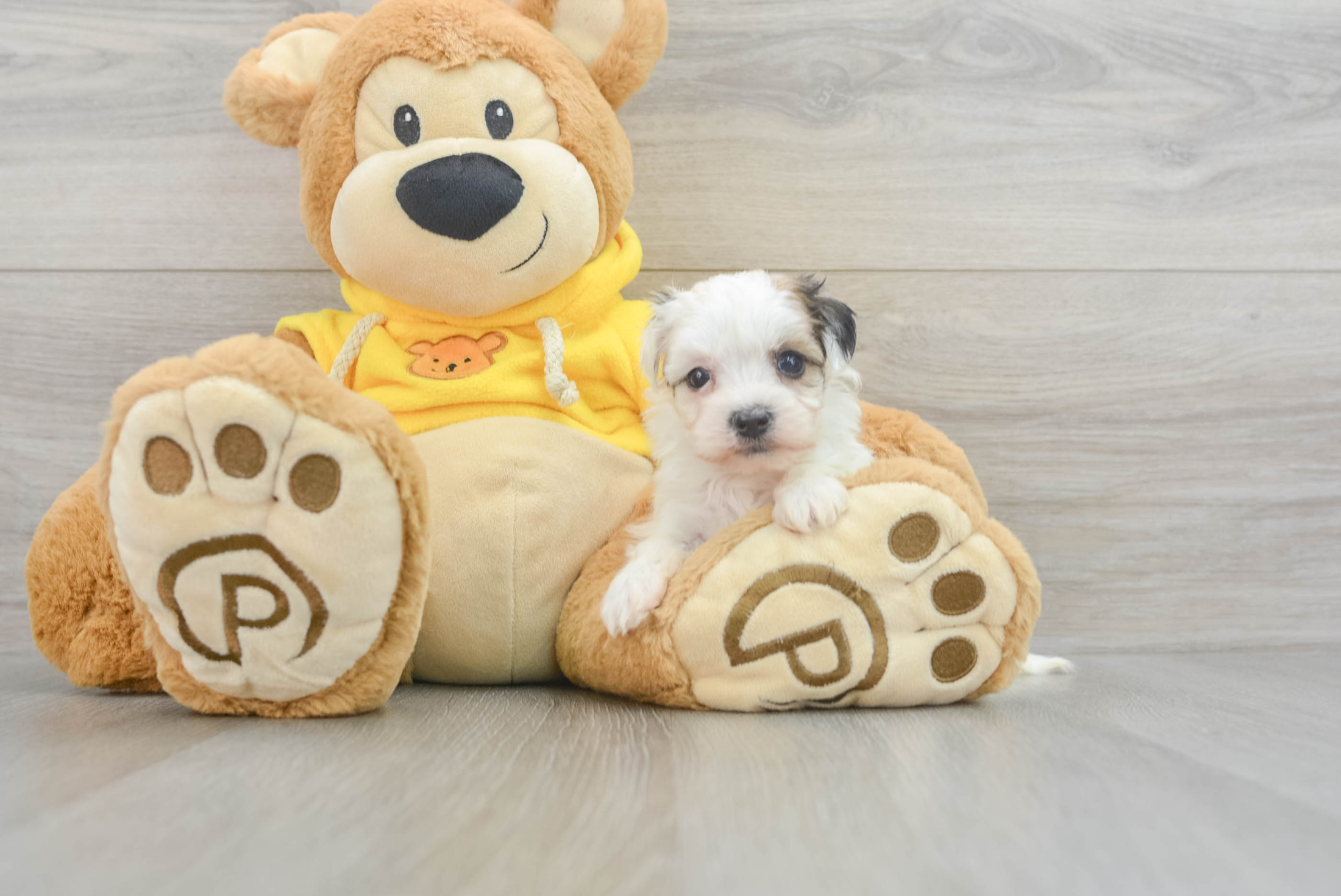 Yorkie Chon Puppy Photos and More - Premier Pups
