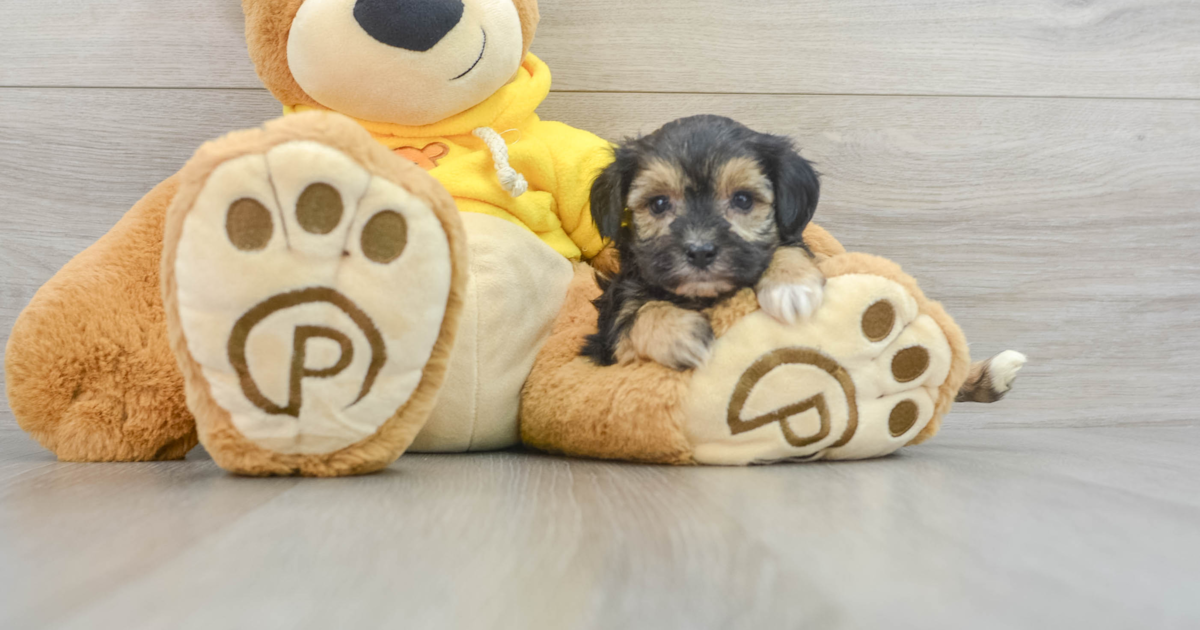 Little Yorkie Chon Emmy: 2lb 5oz Designer Puppy