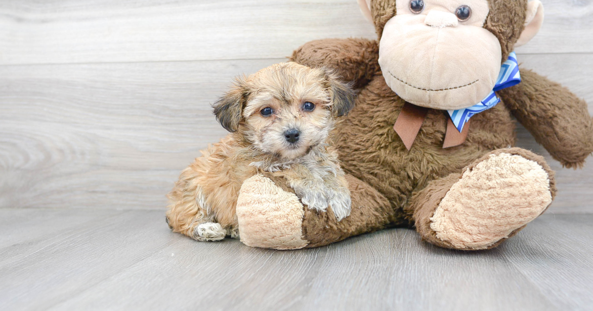 Fluffy Yorkie Chon Harper: 2lb 3oz Designer Puppy