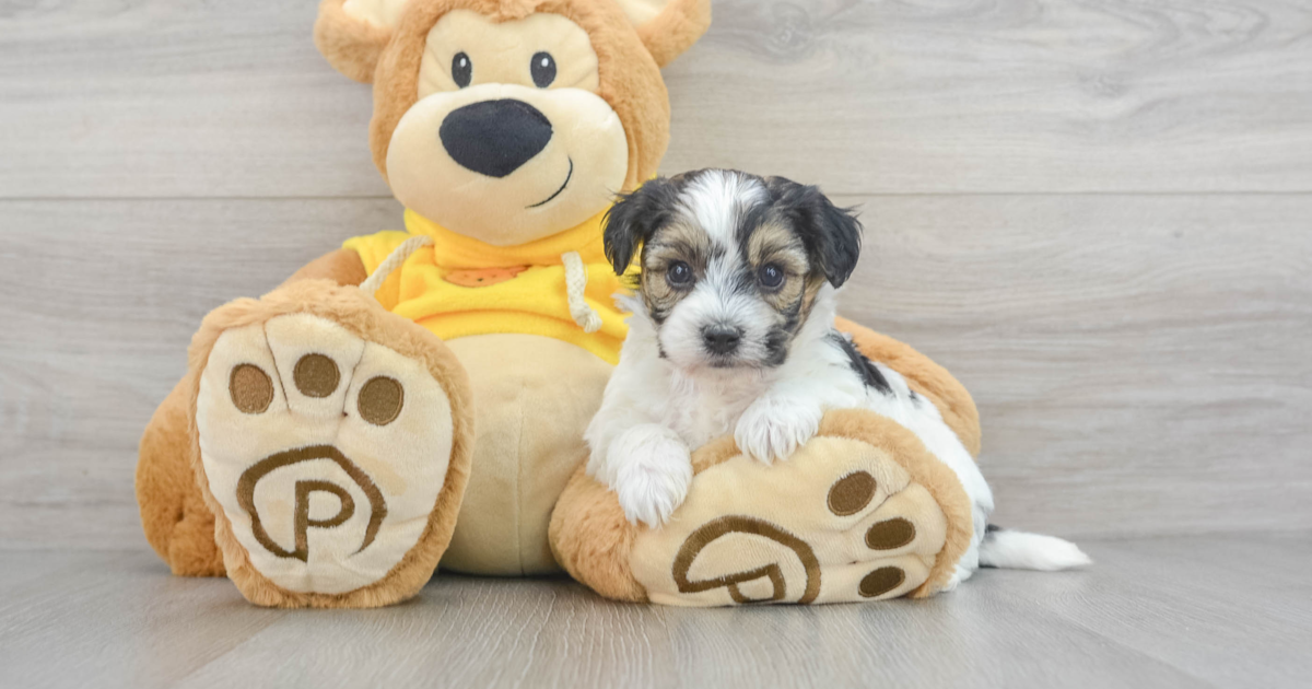 Playful Yorkie Chon Henley: 3lb 6oz Designer Puppy