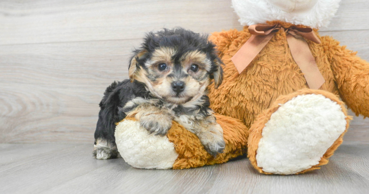 Little Yorkie Chon Hud: 2lb 6oz Designer Puppy
