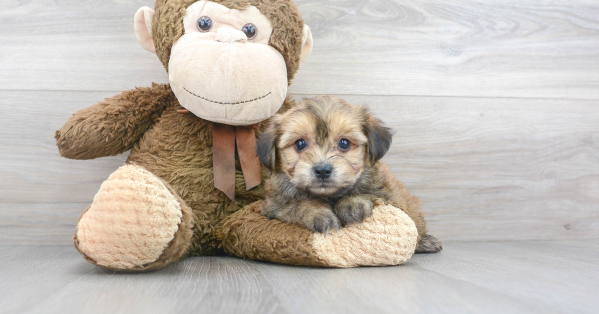 Small Yorkie Chon Johnny: 3lb 1oz Designer Puppy