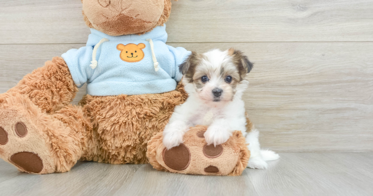 Hypoallergenic Yorkie Chon Lovely: 1lb 1oz Designer Puppy
