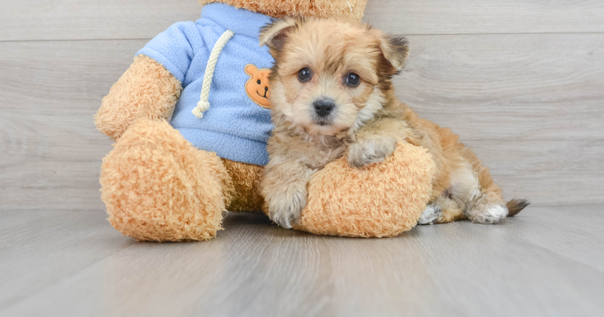 Fluffy Yorkie Chon Morgan: 3lb 8oz Designer Puppy