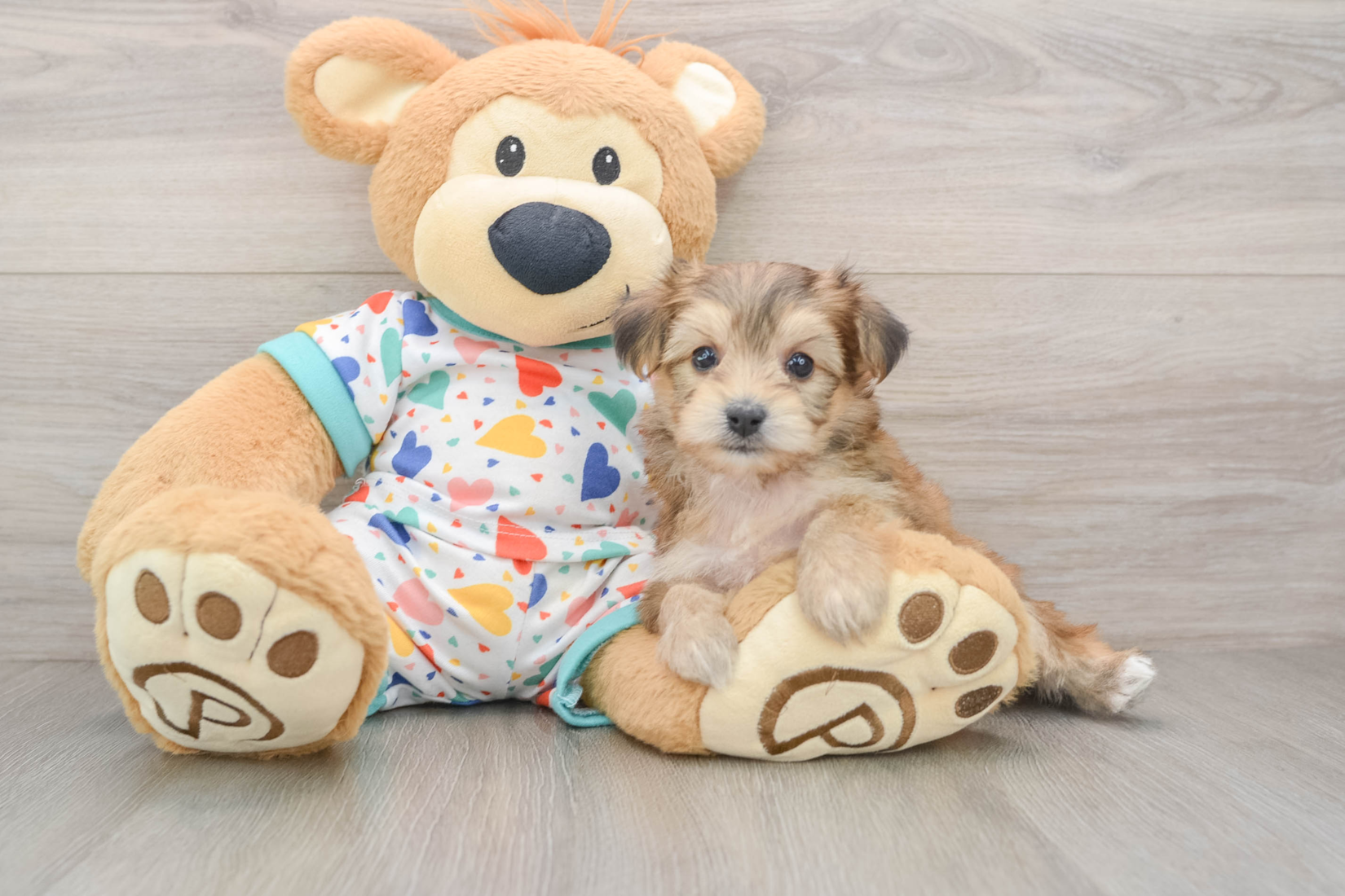 Photo Gallery: Beautiful Yorkie Chon Pictures | Premier Pups