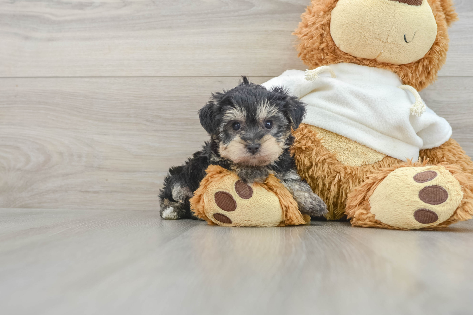 Photo Gallery: Beautiful Yorkie Poo Pictures | Premier Pups
