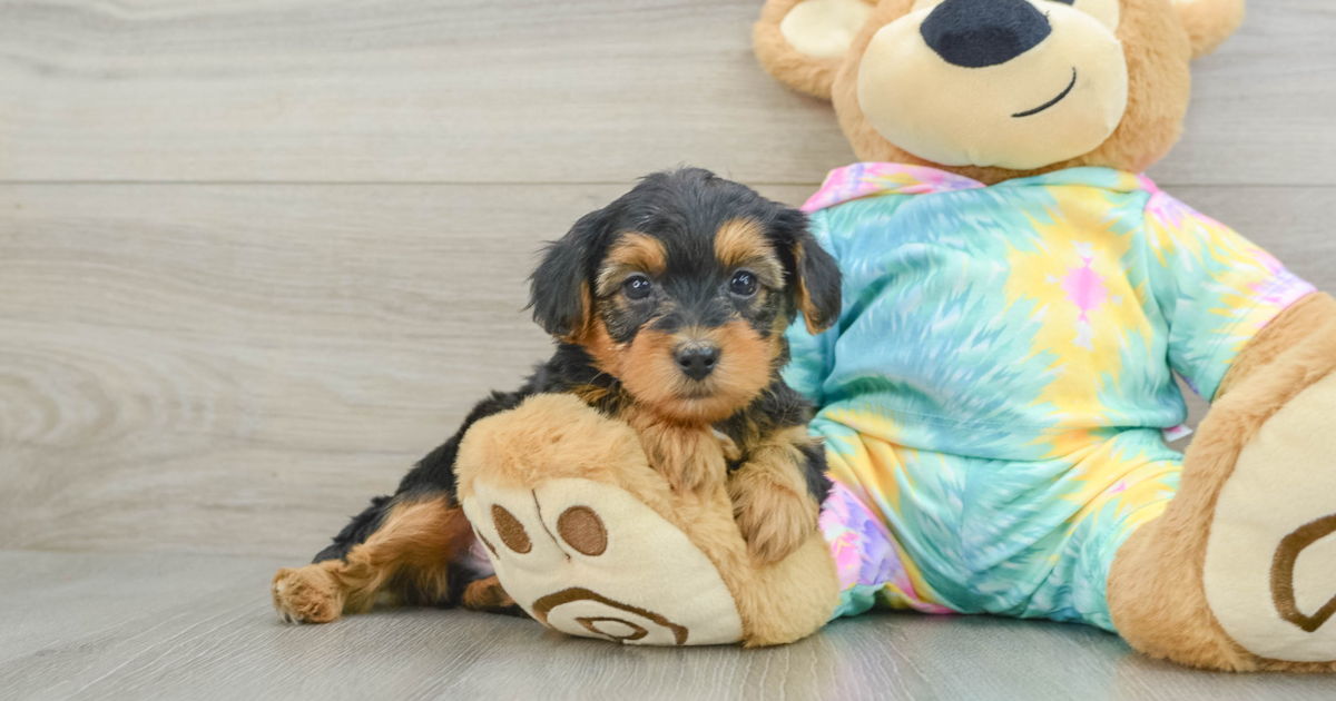 Playful Yorkie Poo Almond: 3lb 5oz Doodle Puppy