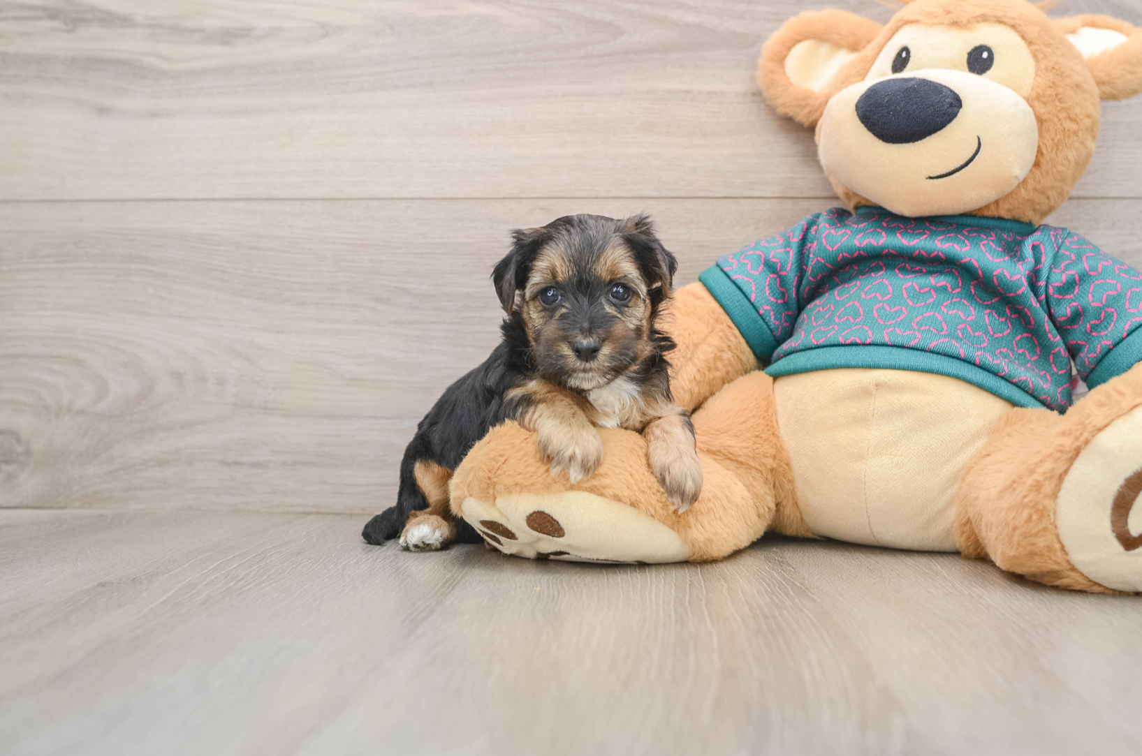 Yorkie Poo Puppies For Sale: Exclusive Doodles | Premier Pups