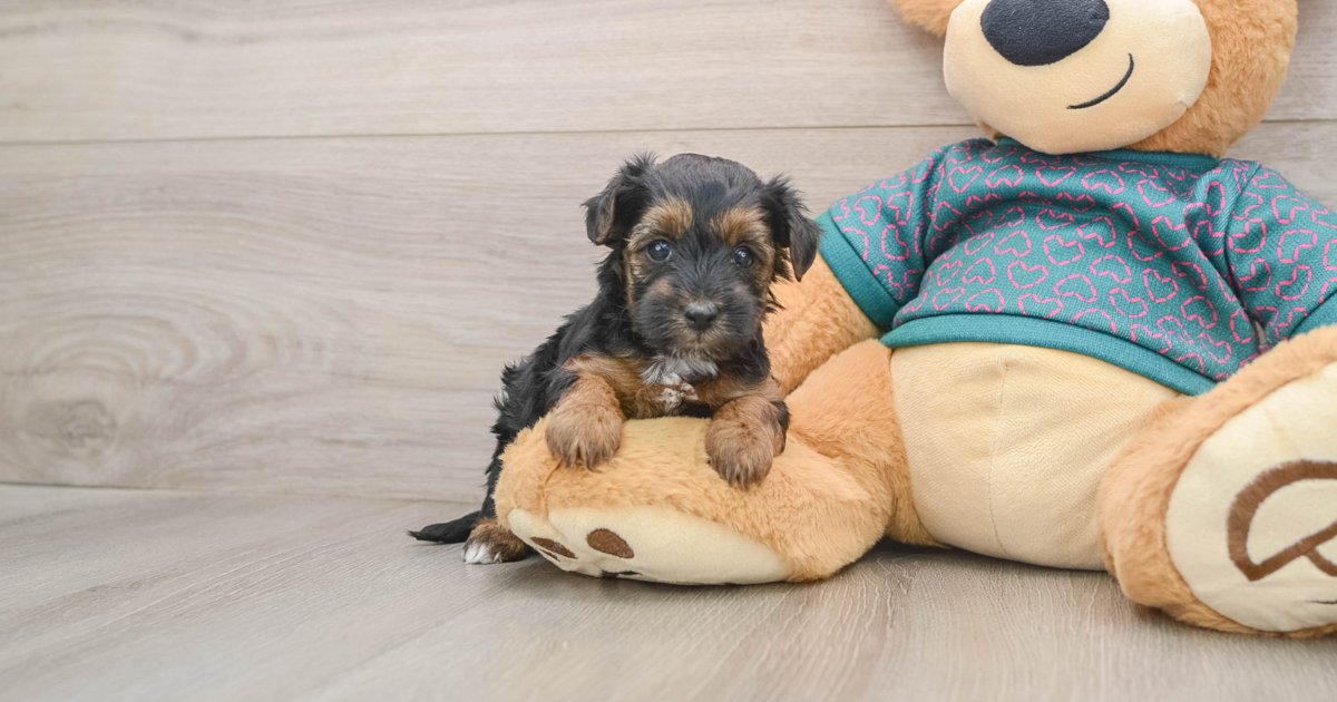 Happy Yorkie Poo Amanda: 2lb 11oz Doodle Puppy