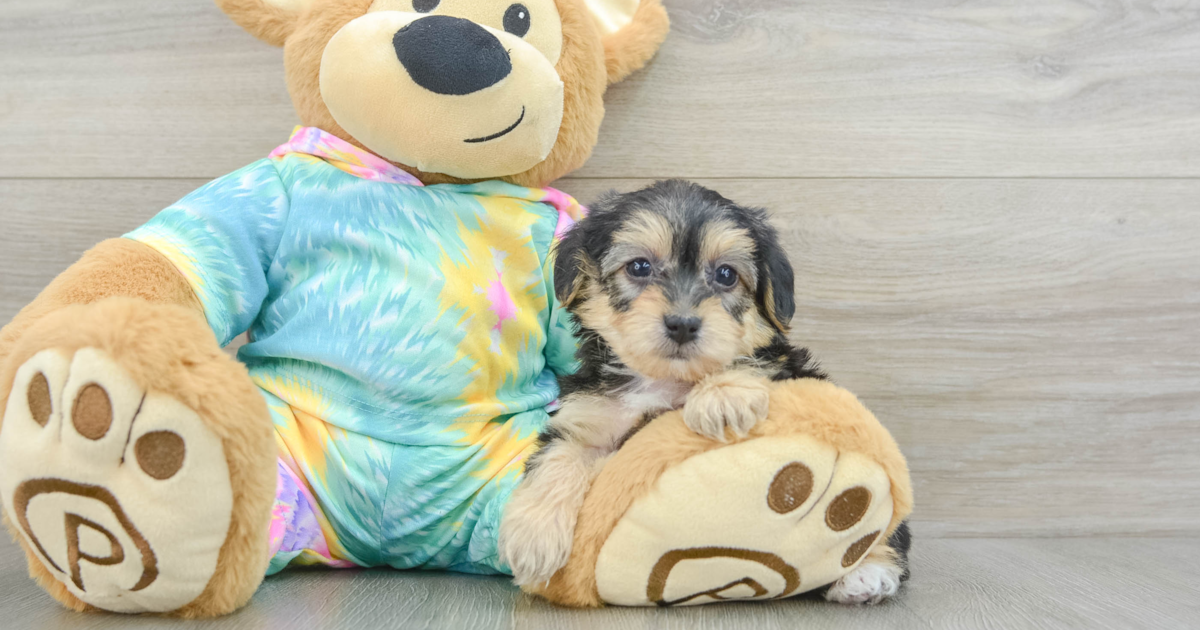 Fluffy Yorkie Poo Amber: 2lb 8oz Doodle Puppy