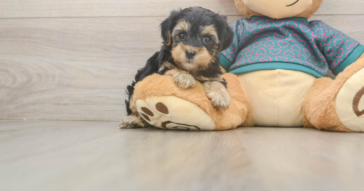 Petite Yorkie Poo Amber: 2lb 13oz Doodle Puppy