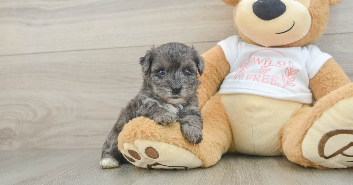 Friendly Yorkie Poo Anastasia: 1lb 15oz Doodle Puppy