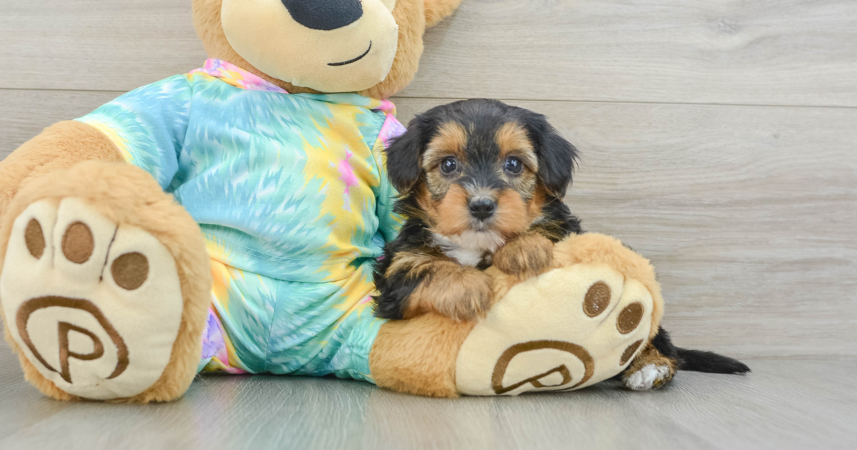 Playful Yorkie Poo Avery: 3lb 7oz Doodle Puppy