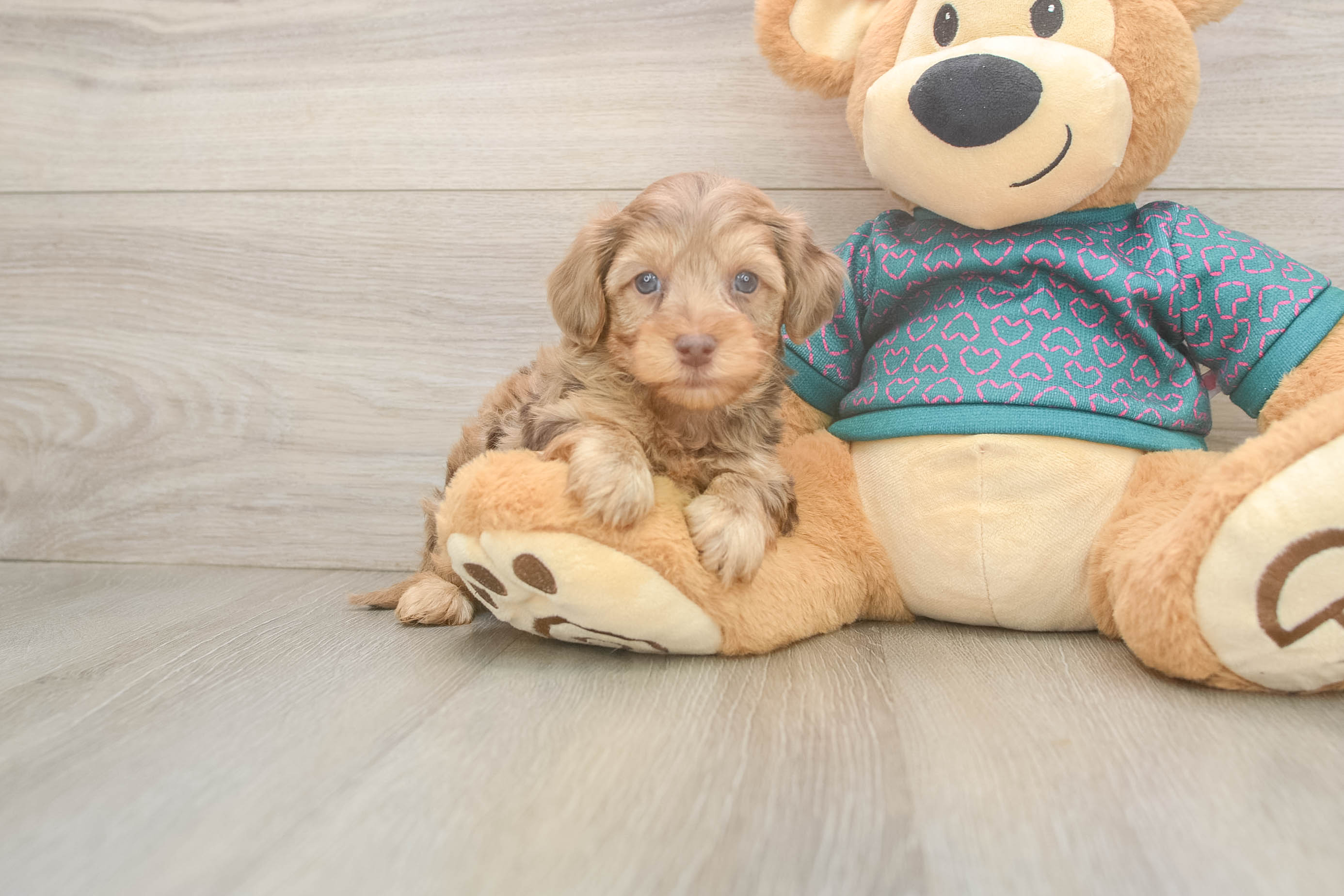 Fluffy Yorkie Poo Aztec: 4lb 4oz Doodle Puppy