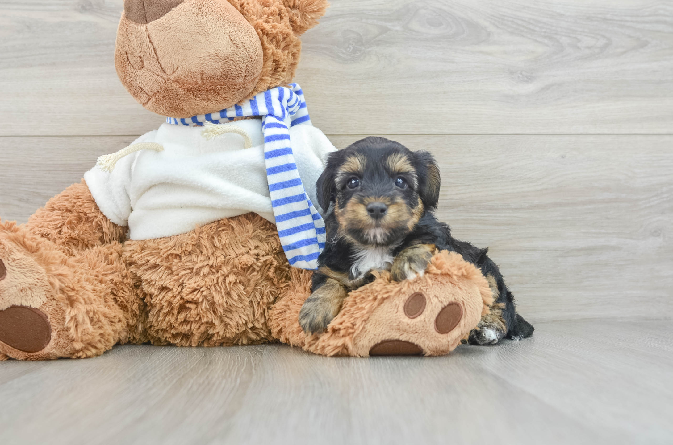 Yorkie Poo Puppies For Sale: Exclusive Doodles | Premier Pups