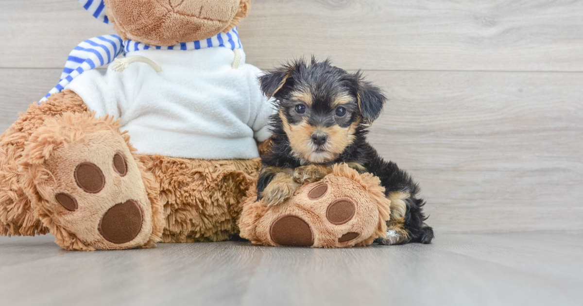Popular Yorkie Poo Bella: 2lb 15oz Doodle Puppy