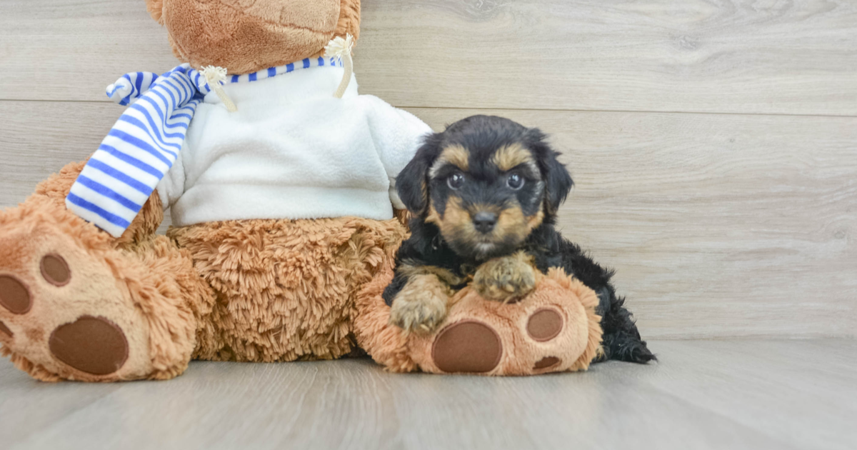 Fluffy Yorkie Poo Bella: 3lb 1oz Doodle Puppy