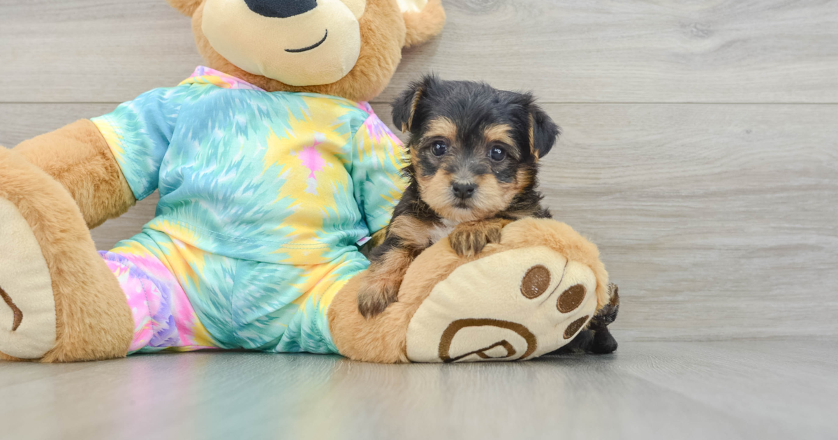 Playful Yorkie Poo Bella: 2lb 10oz Doodle Puppy
