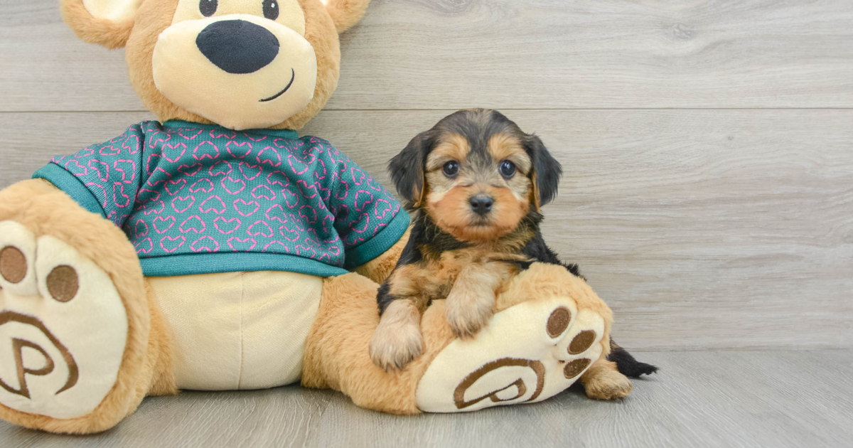 Popular Yorkie Poo Bella: 2lb 10oz Doodle Puppy