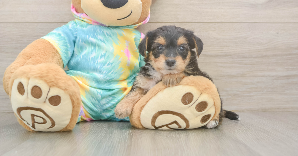 Cute Yorkie Poo Bella: 2lb 10oz Doodle Puppy