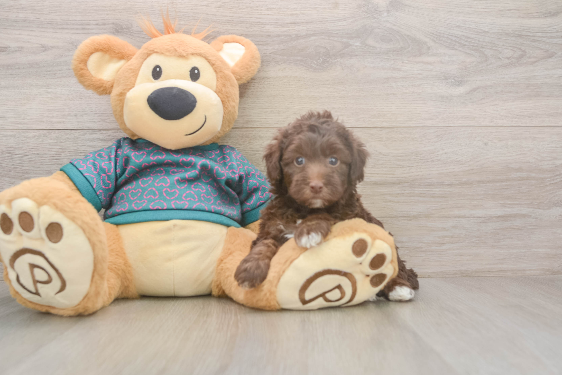 Cute Yorkie Poo Betty: 4lb 5oz Doodle Puppy