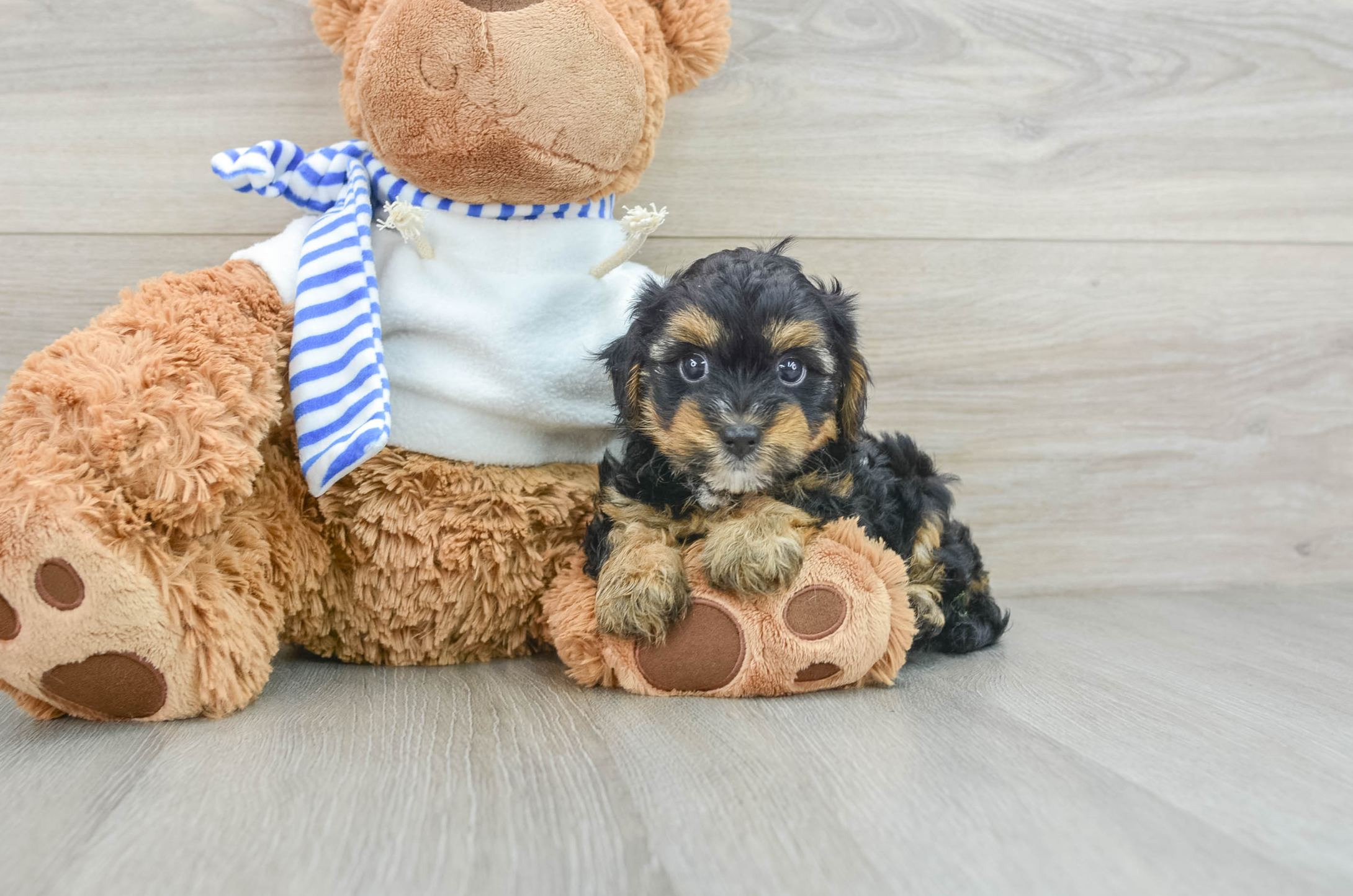 Yorkie Poo Puppies For Sale: Exclusive Doodles | Premier Pups