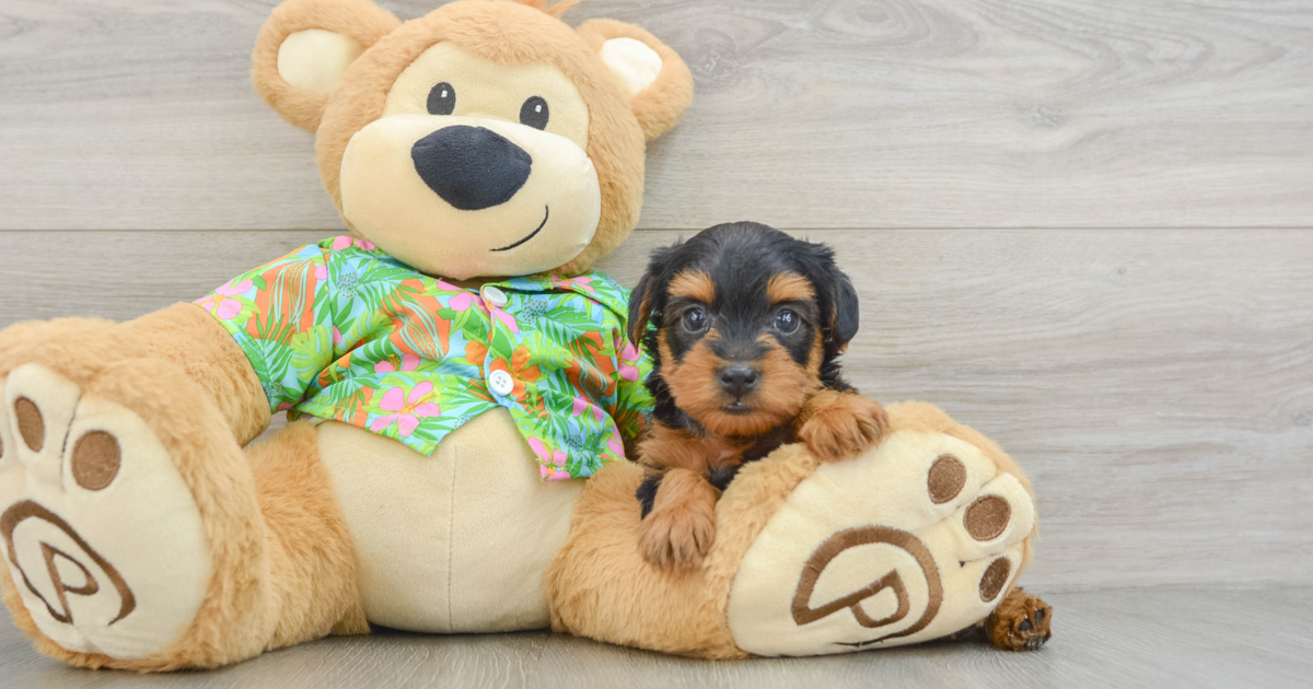 Happy Yorkie Poo Brandi: 2lb 15oz Doodle Puppy