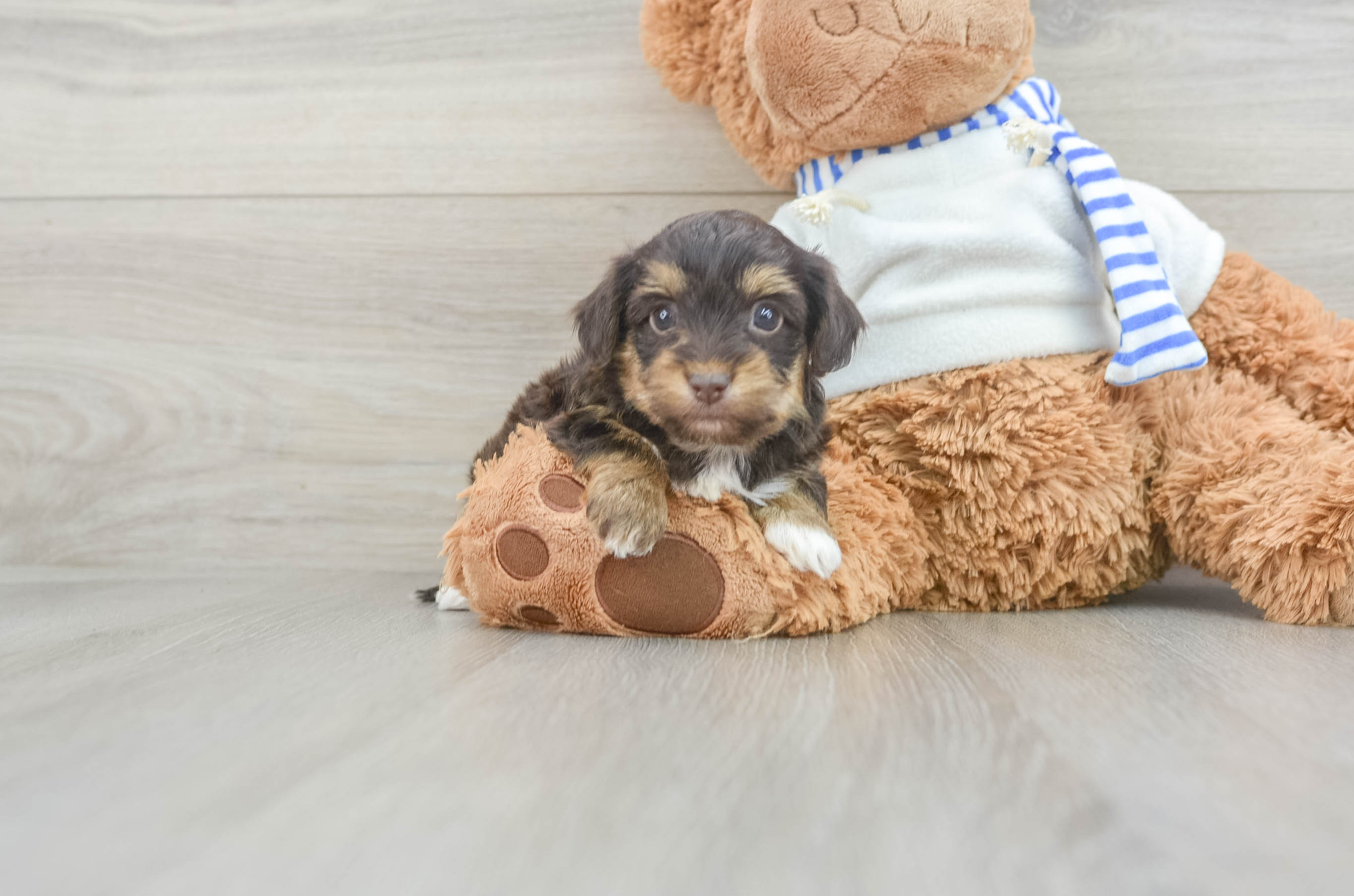 Yorkie Poo Puppies For Sale: Exclusive Doodles | Premier Pups