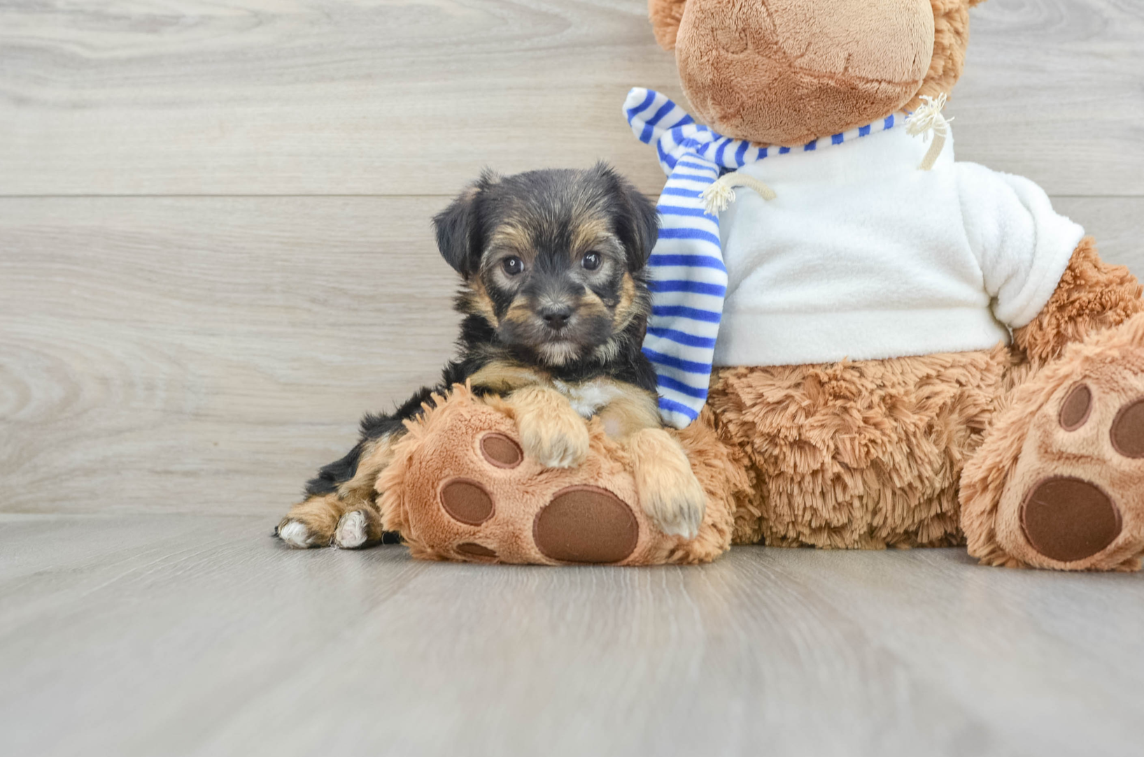 Yorkie Poo Puppies For Sale: Exclusive Doodles | Premier Pups