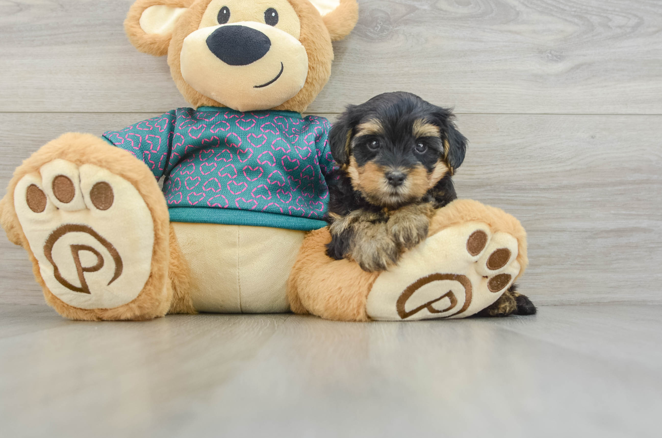Yorkie Poo Puppies For Sale: Exclusive Doodles | Premier Pups
