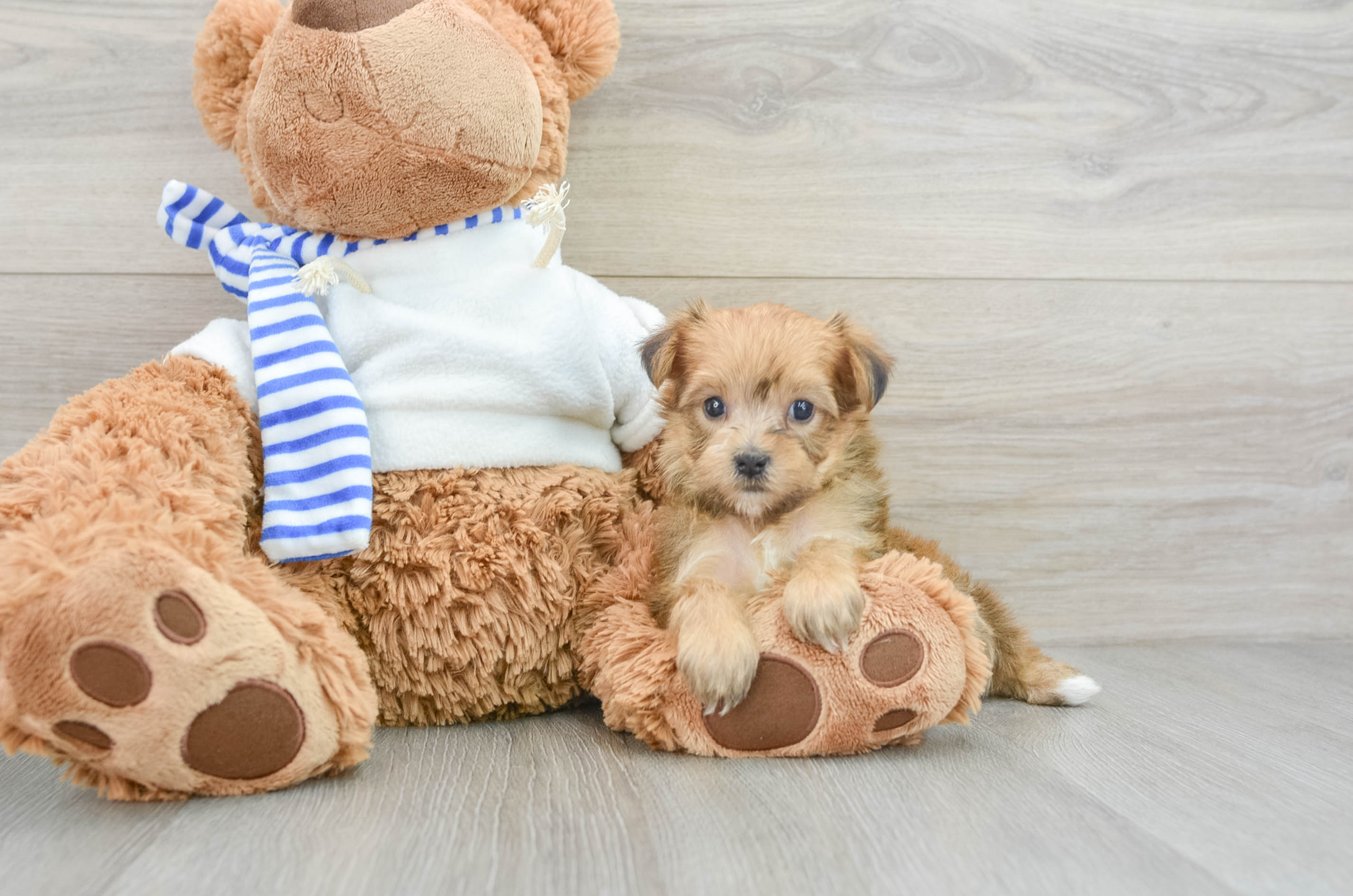 Yorkie Poo Puppies For Sale: Exclusive Doodles | Premier Pups