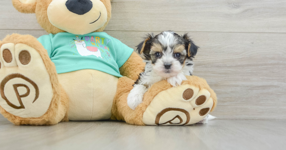 Cute Yorkie Poo Christian: 1lb 14oz Doodle Puppy