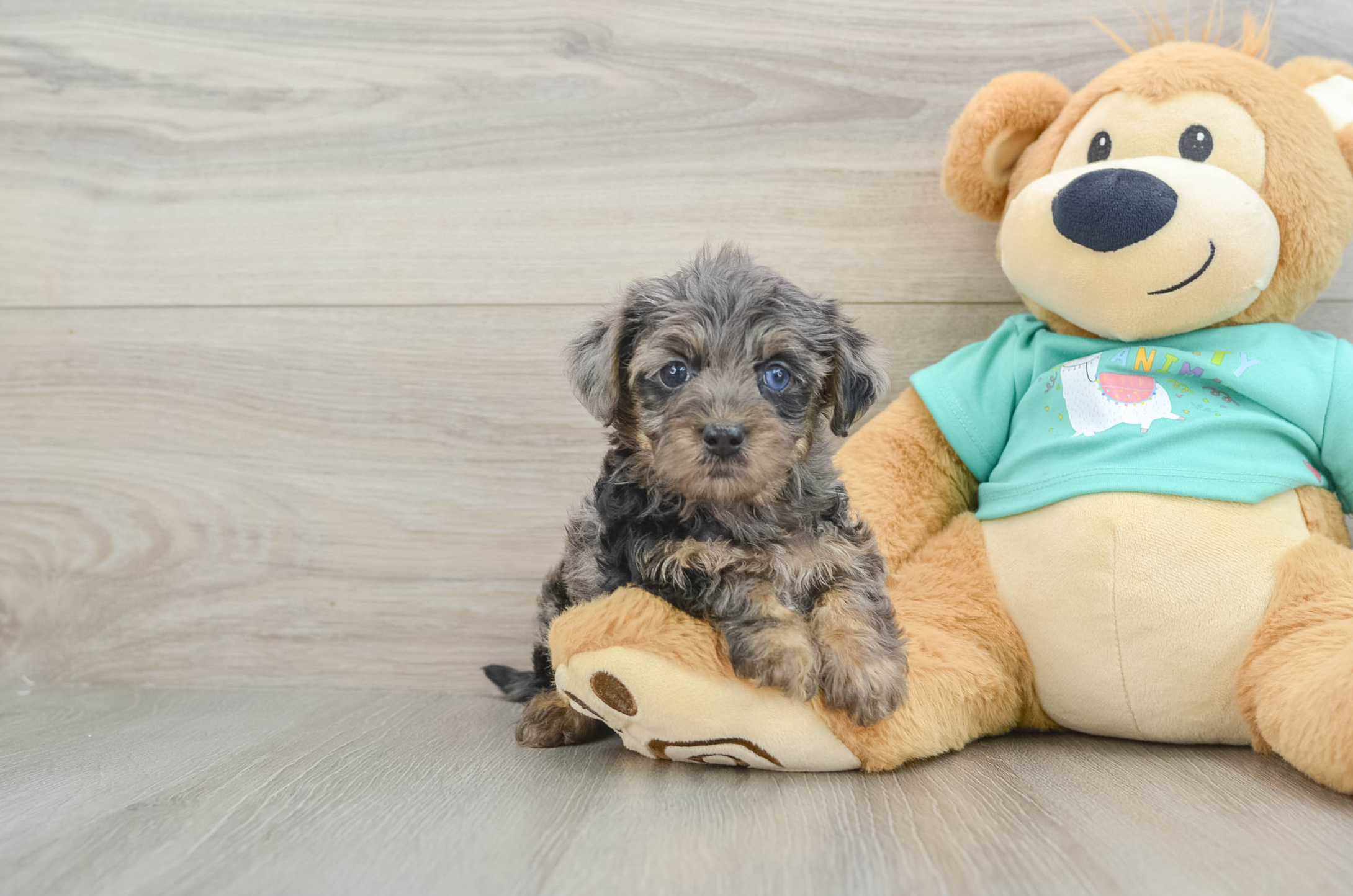 Yorkie Poo Puppies For Sale: Exclusive Doodles | Premier Pups