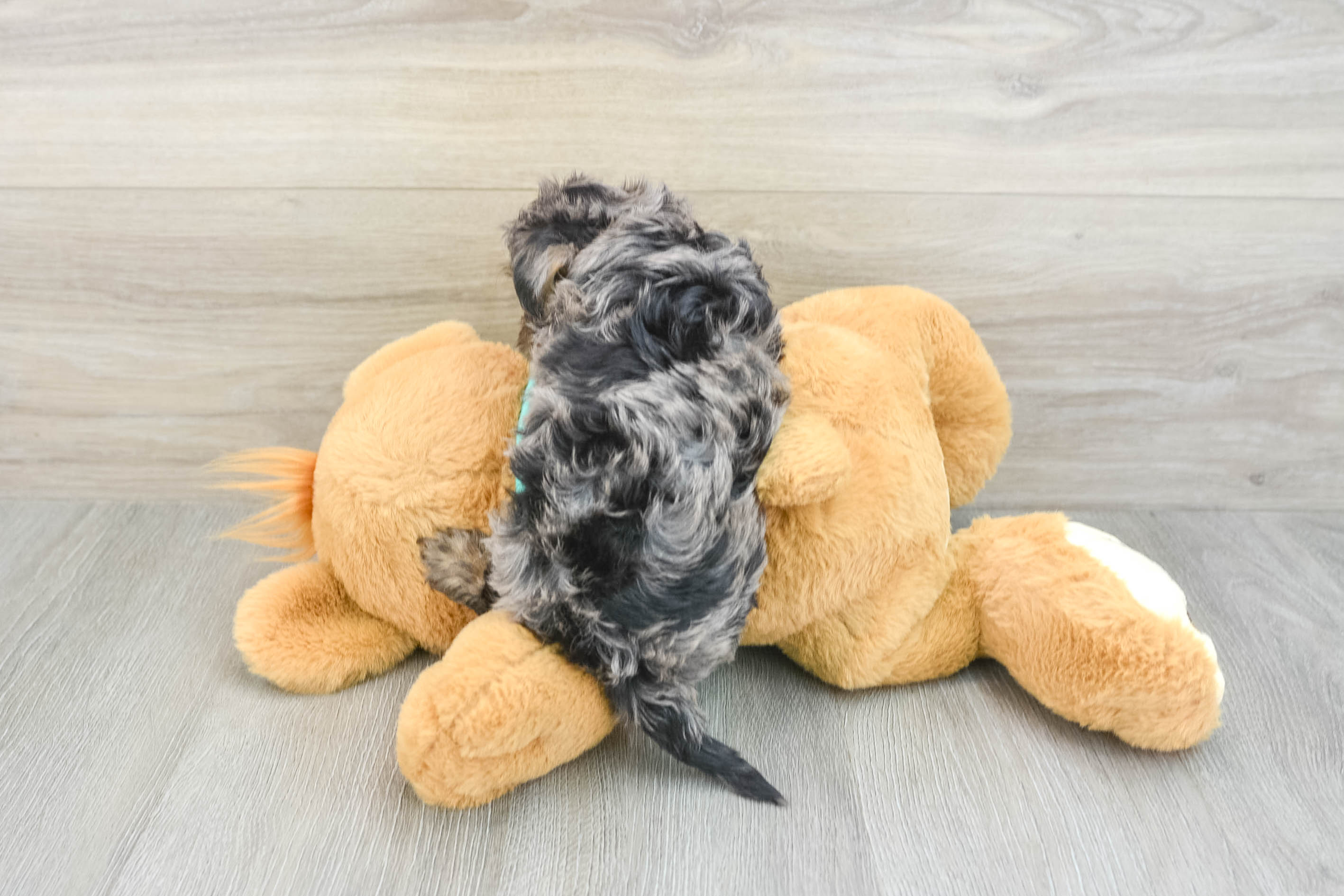 Sweet Yorkie Poo Christian: 2lb 9oz Doodle Puppy