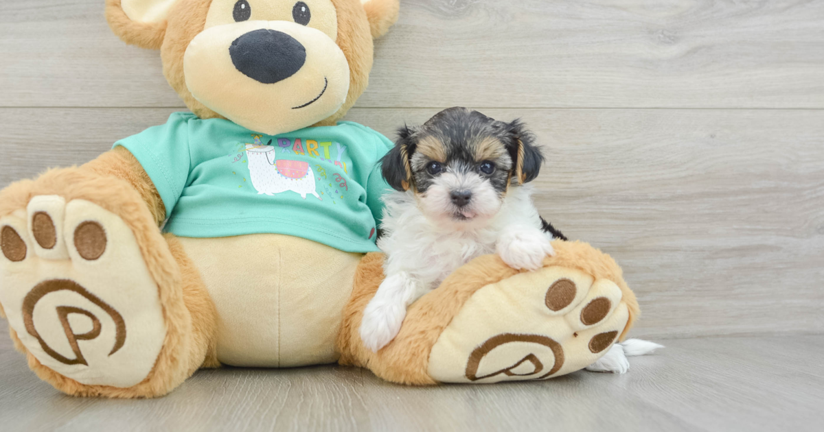 Sweet Yorkie Poo Cookie: 1lb 15oz Doodle Puppy