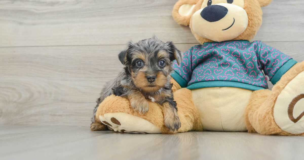 Little Yorkie Poo Cupcakes: 3lb 2oz Doodle Puppy