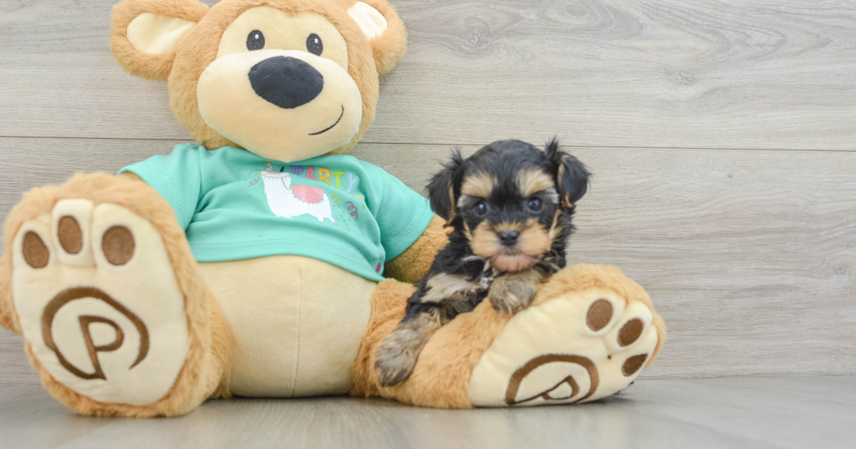 Smart Yorkie Poo Cupcakes: 1lb 12oz Doodle Puppy